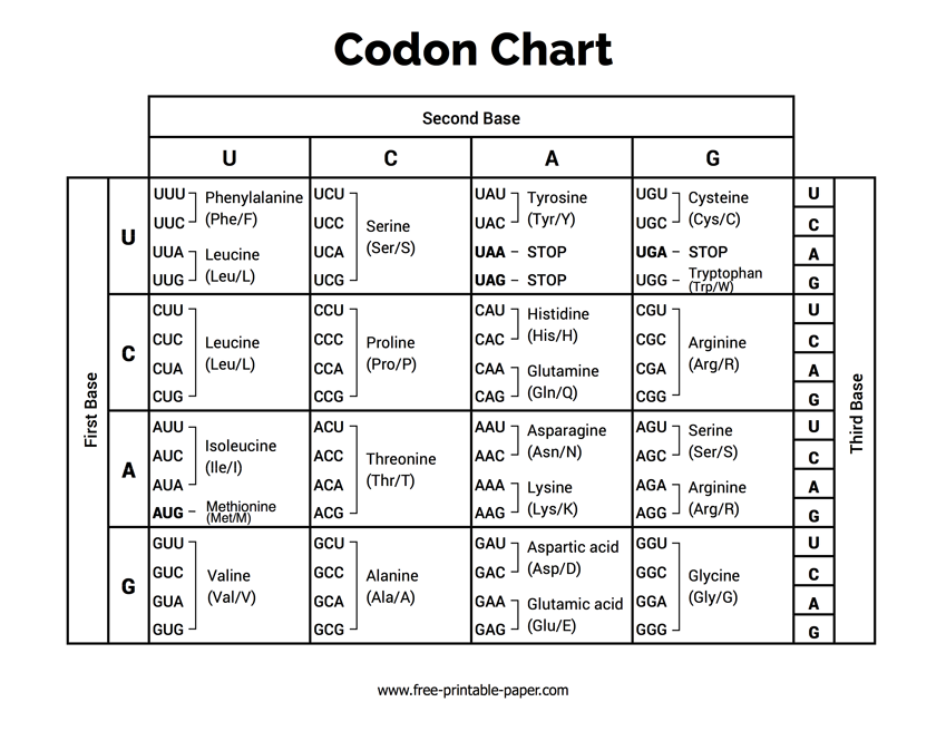 Codon Chart Free printable paper