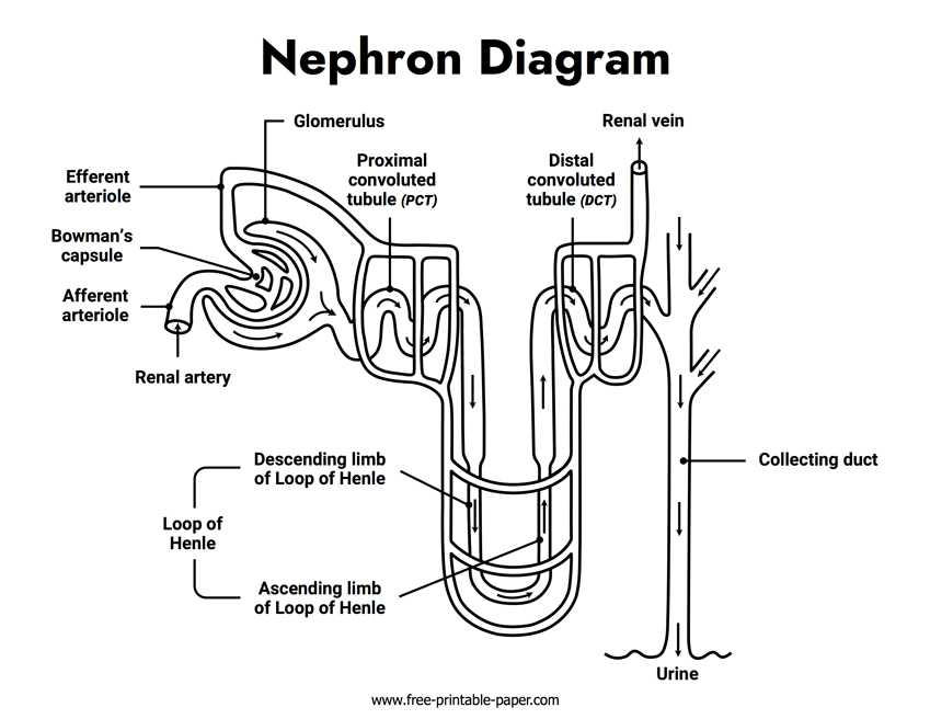 Nephron Diagram Free printable paper