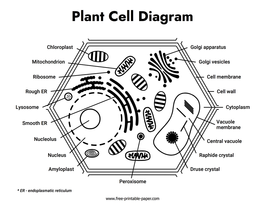 Plant Cell Diagram Free Printable Paper